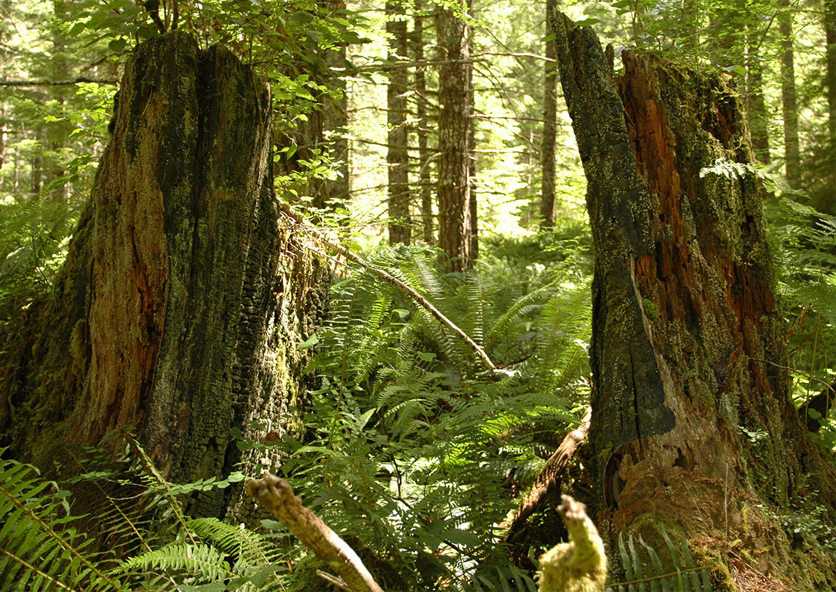 Forage for your food - North Coast Food Trail